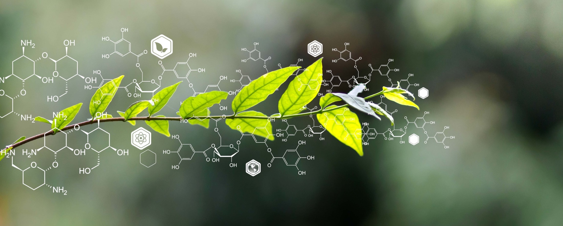 Frequently Asked Questions | Phytotherapy and Cosmetics